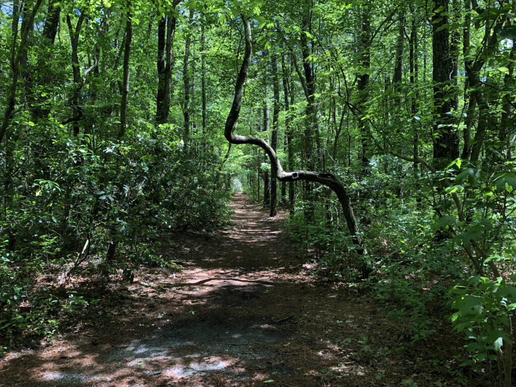 Choosing the So-Called “Easy Path” is not Easy - The Philosophy of the ...